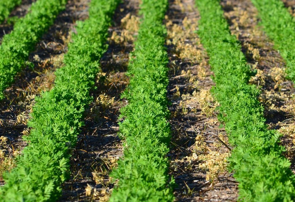 Crop Stalker | High Accuracy Shielded Sprayer